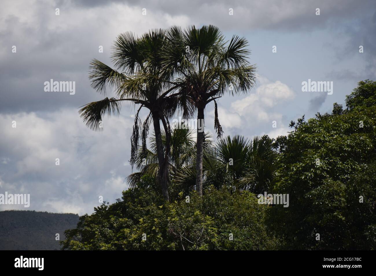 Açai tree and buriti tree macaw nest tree cerrado bioma vegetation and ...