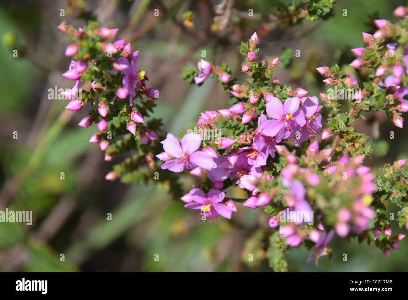 Cerrado flowers flora central Brazil state of Goias Chapada dos ...