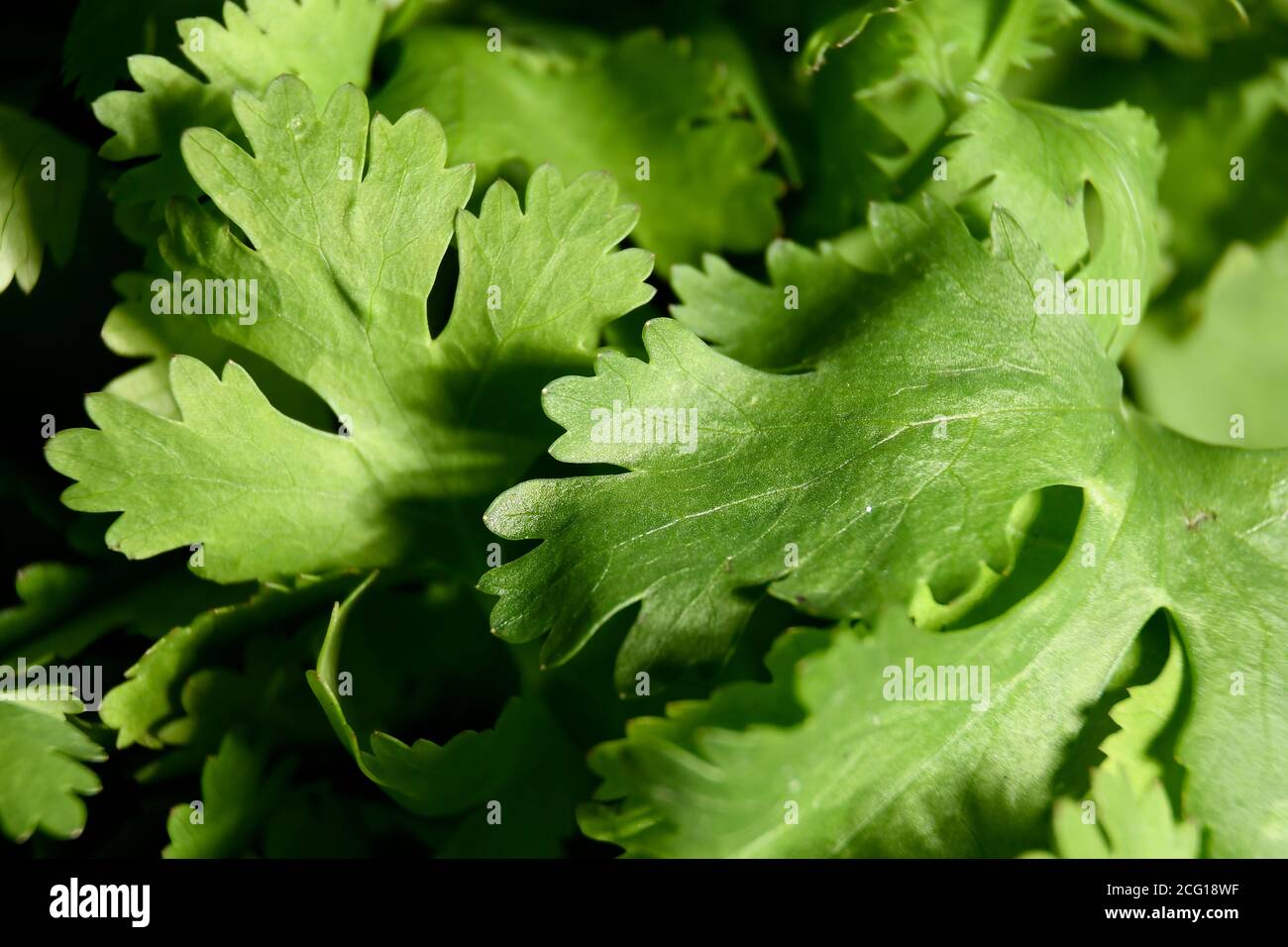 Closeup of Cilantro leaves Stock Photo - Alamy