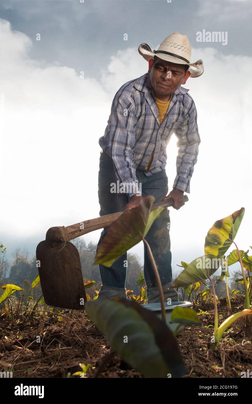 Small farmer in his farm of vegetables Stock Photo - Alamy