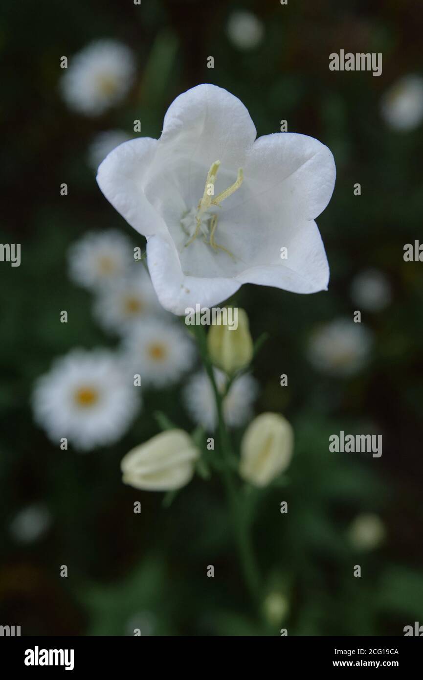 Flowers on a white background, dark blue hand bells with dew drops ...