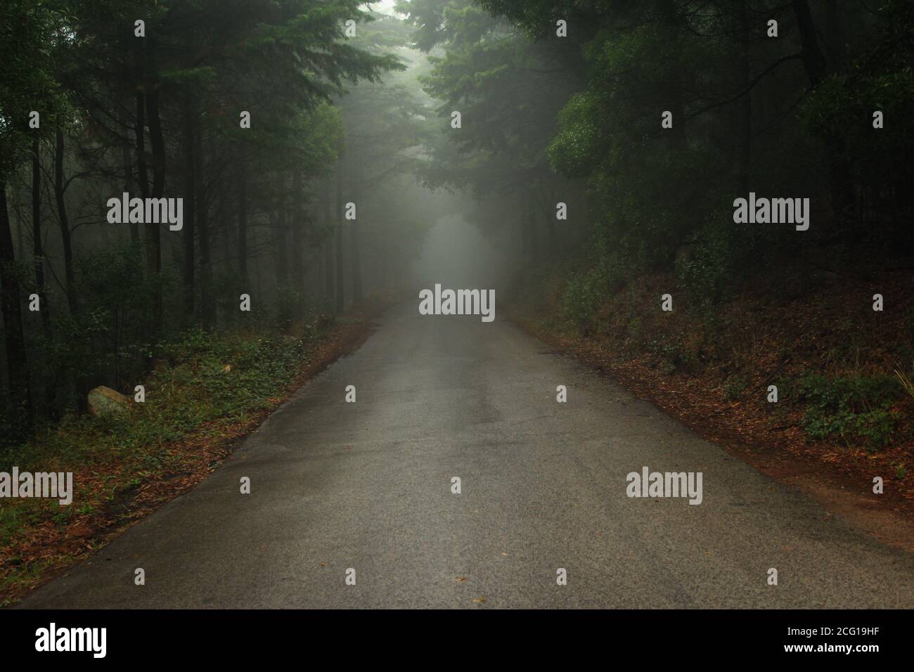 Road in a forest covered with mist Stock Photo - Alamy