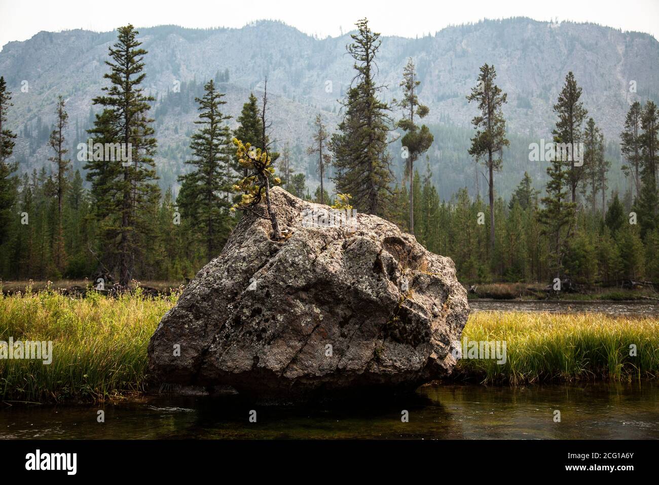 Yellowstone National Park Rock with growing tree Stock Photo - Alamy
