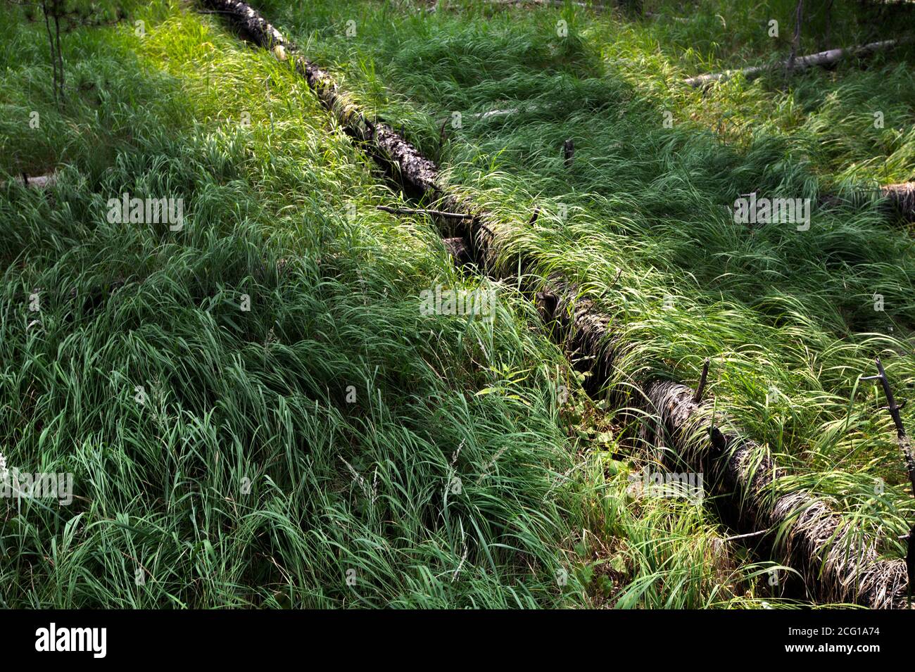 Yellowstone national park fallen hi-res stock photography and images ...