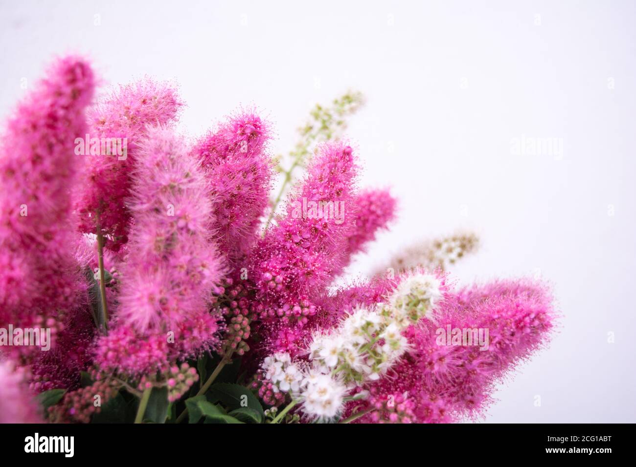 Pink Spirea flowers on bush. Spiraea flowers decorative gardening and ...