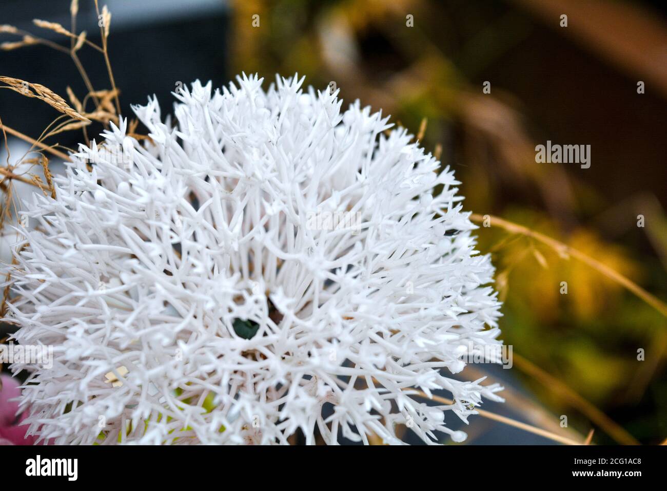 Blooming white fluffy ornamental plant flower in garden on blurred ...