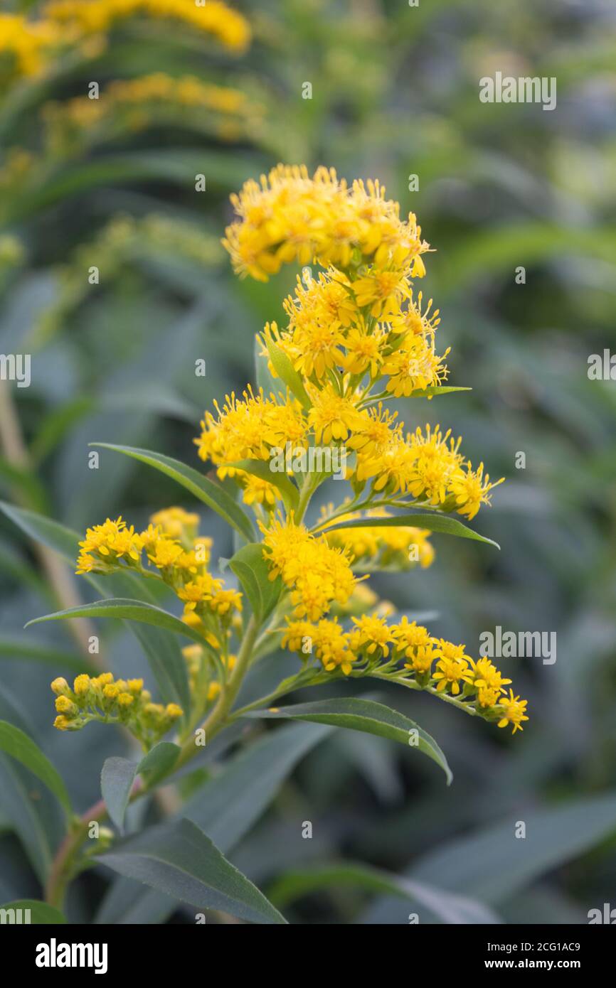 Blooming Solidago gigantea - Goldenrod, tall goldenrod, giant goldenrod ...
