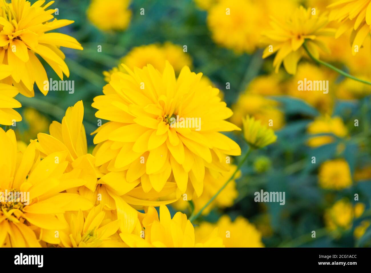 Bright yellow perennial Golden Glow, Rudbeckia laciniata double ...