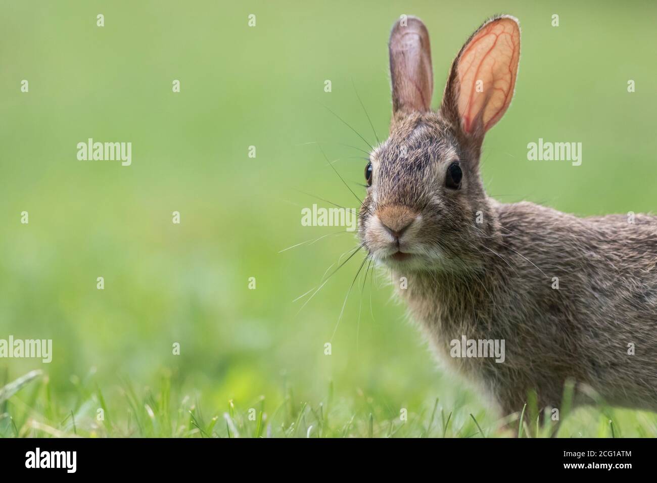 Eastern Cottontail Rabbit, Sylvilagus floridanus, closeup in the grass ...