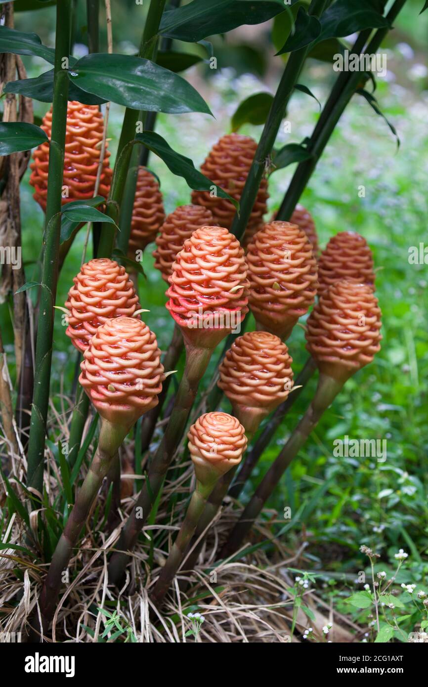 Beehive flower hi-res stock photography and images - Alamy