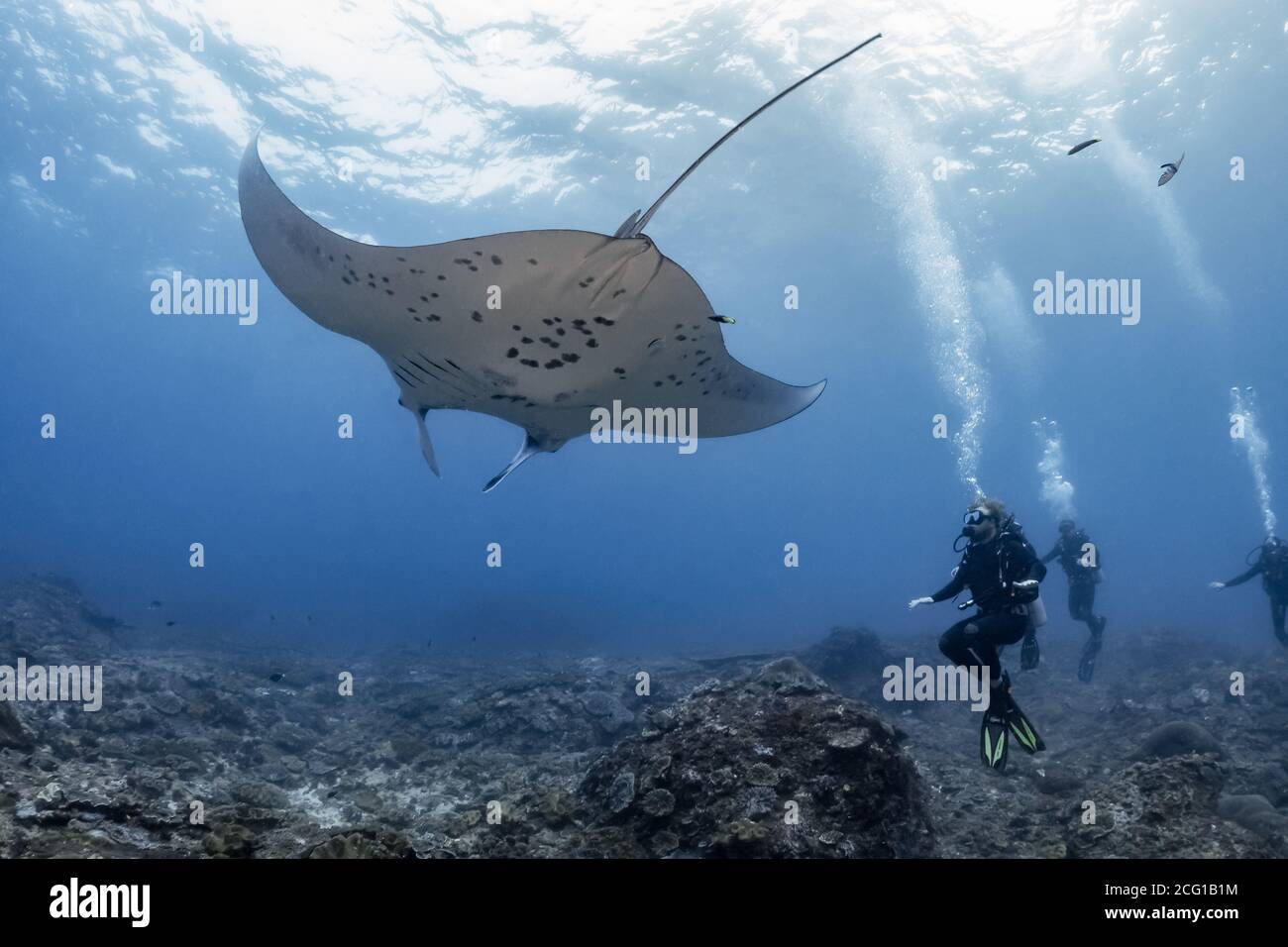 beautiful Manta Ray underwater with scuba divers Stock Photo - Alamy