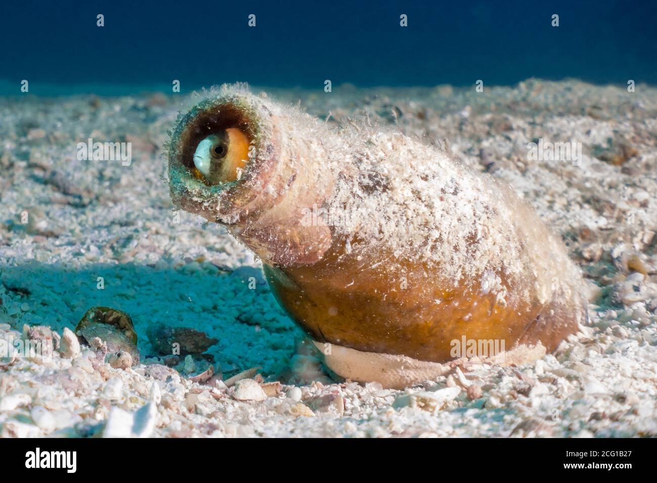 depressed sad fish hiding in ocean trash Stock Photo - Alamy