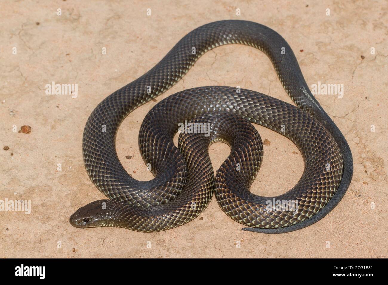 Mulga snake hi-res stock photography and images - Alamy