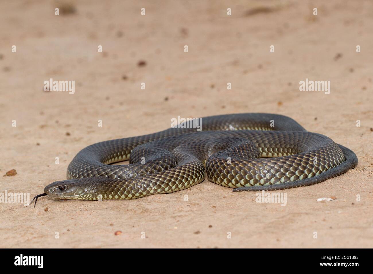 Mulga snake hi-res stock photography and images - Alamy
