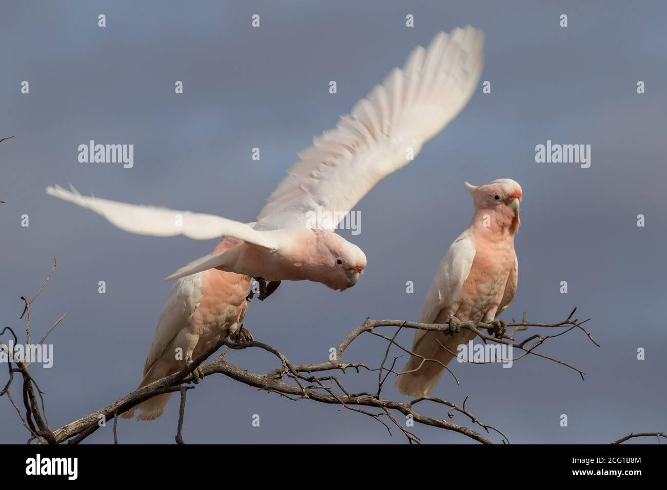 Major mitchell cockatoo hi-res stock photography and images - Alamy
