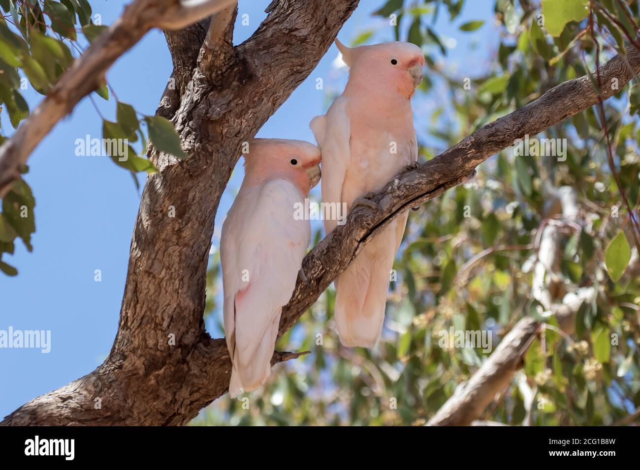Major Mitchell or Pink Cockatoo pair in tree Stock Photo - Alamy