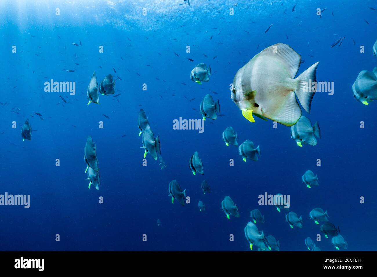 Blue school of fish maldives hi-res stock photography and images - Alamy