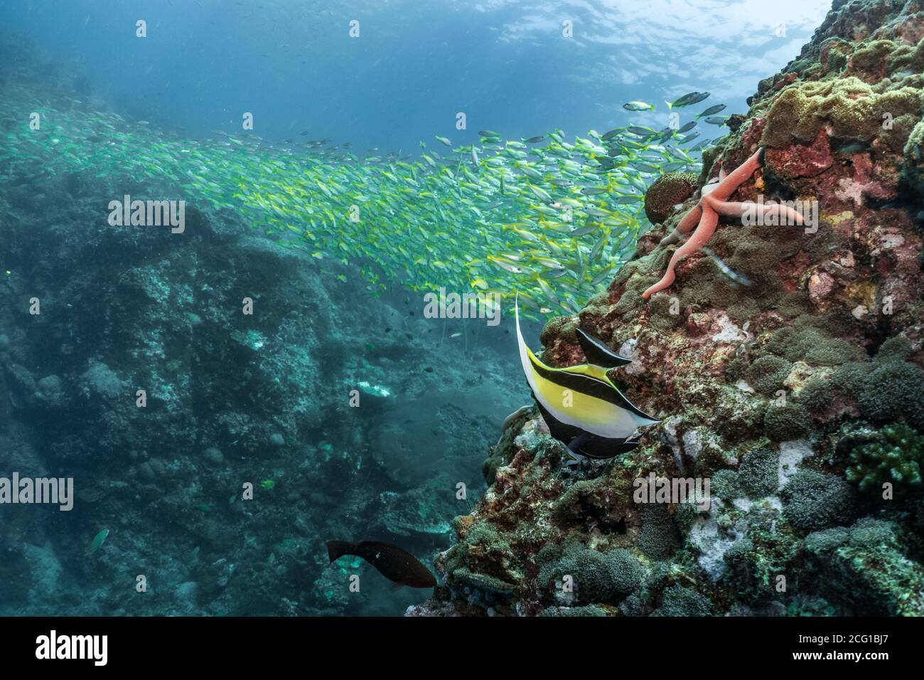 School fish swim on reef hi-res stock photography and images - Alamy