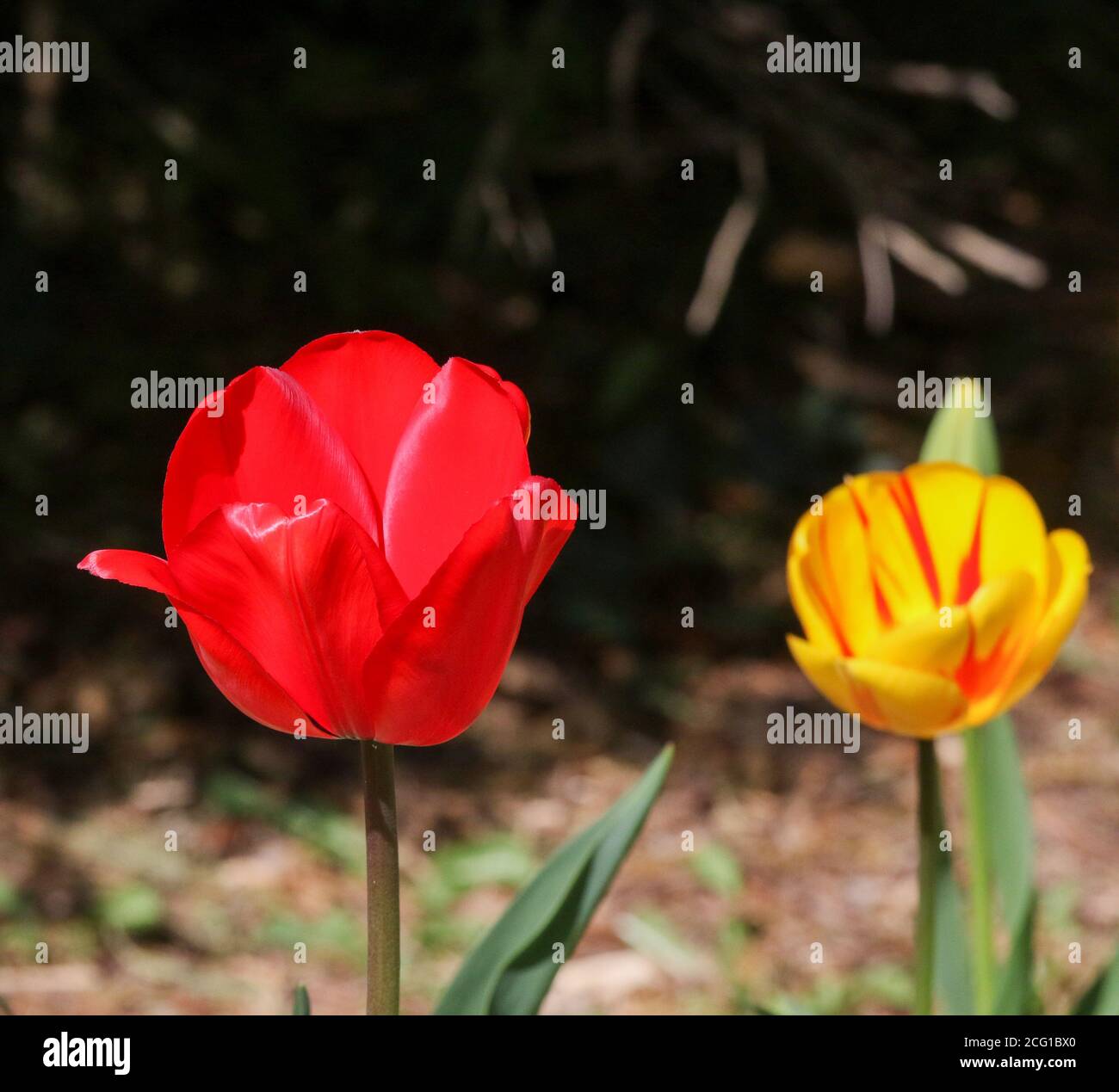 Two UK roadside tulips in spring sunshine - red tulip flowerhead and ...