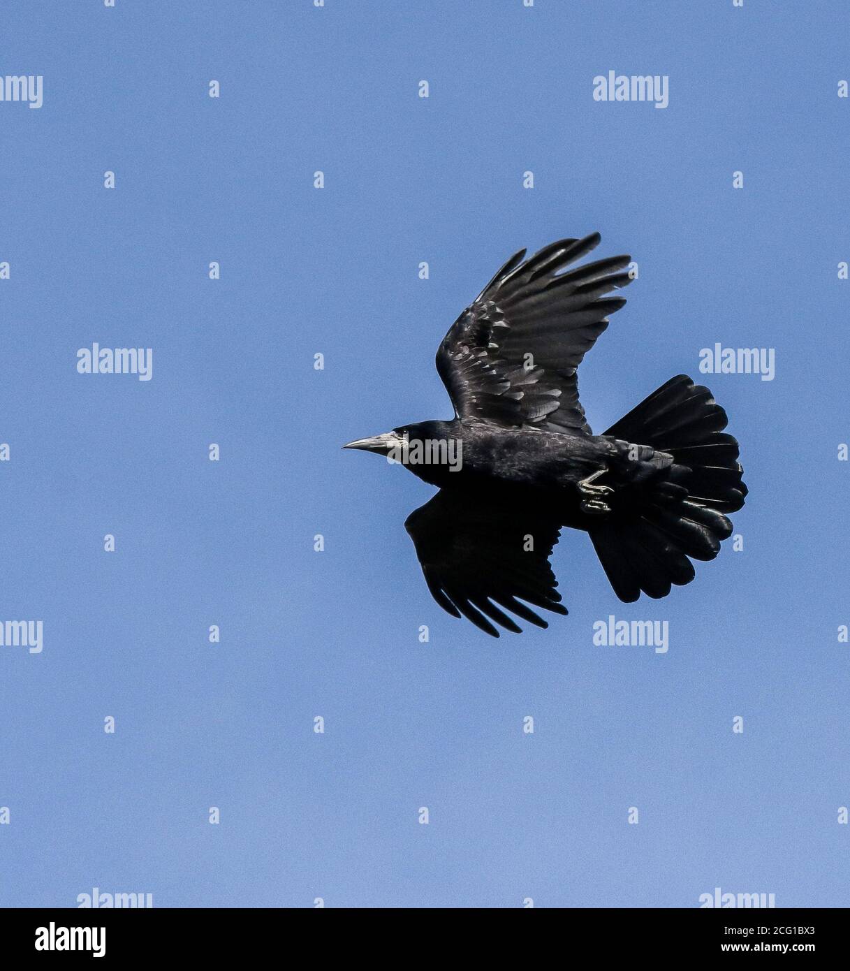Underside of a crow (corvus frugilegus) in flight with wings spread ...