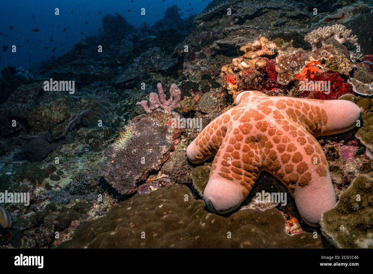 coral reefscape with starfish scuba Stock Photo - Alamy