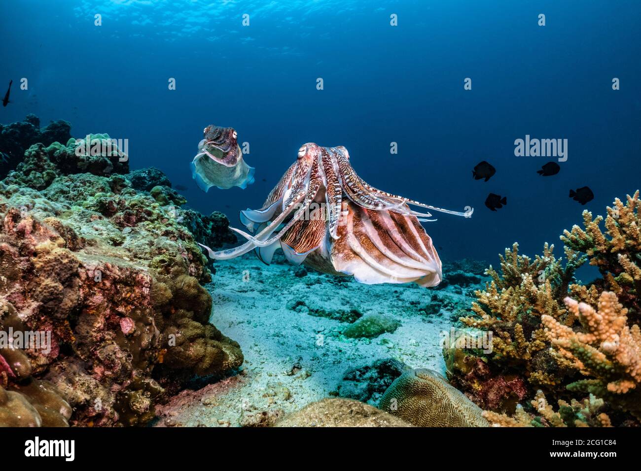 Cuttlefish on coral reef underwater Stock Photo - Alamy