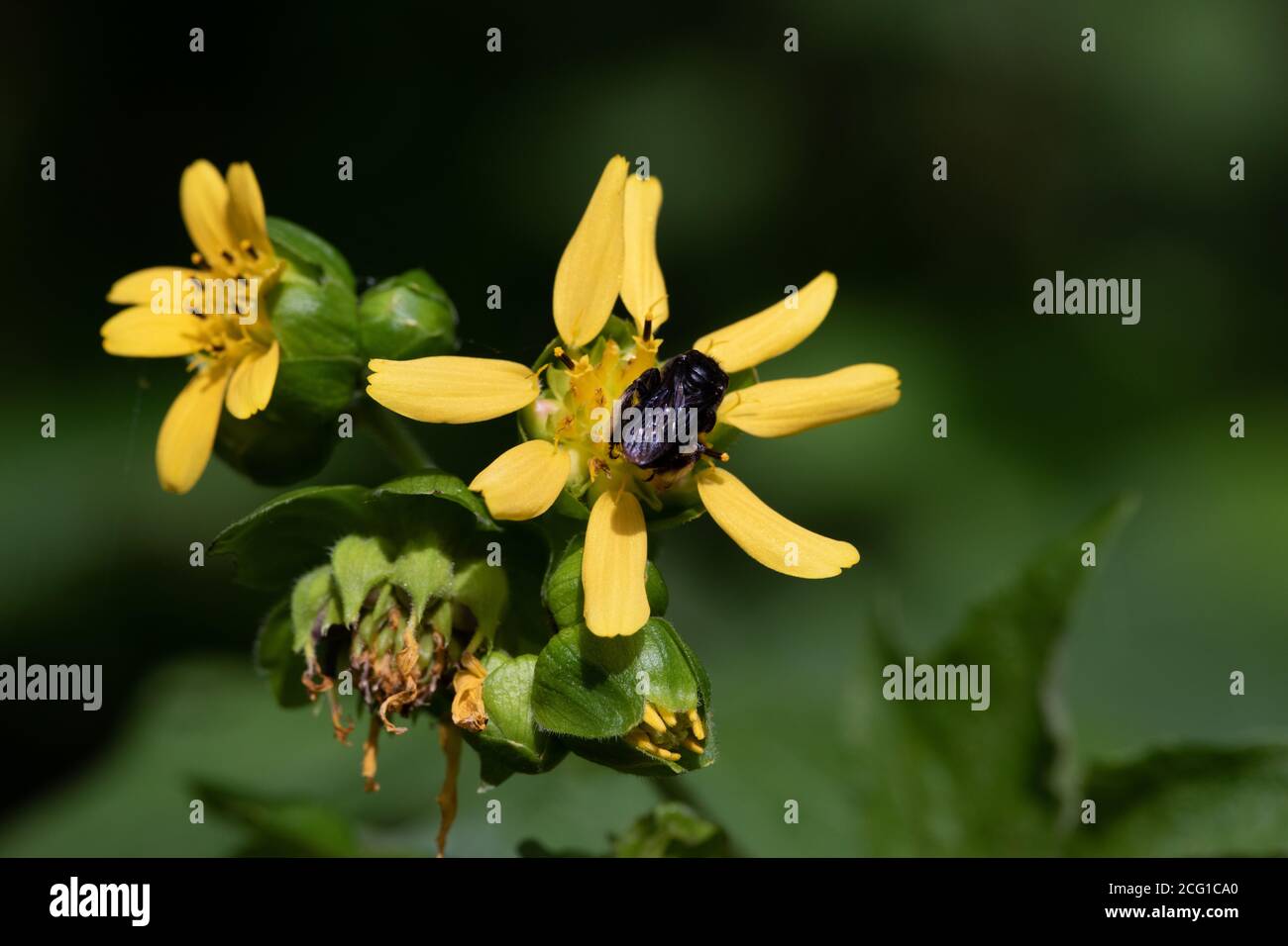 Mason bee busy collecting sustenance Stock Photo - Alamy