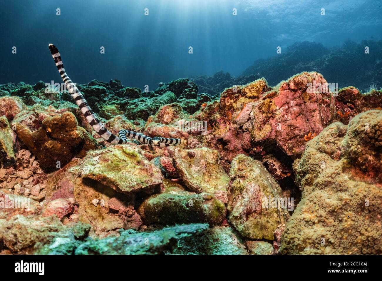 Red sea snake hi-res stock photography and images - Alamy