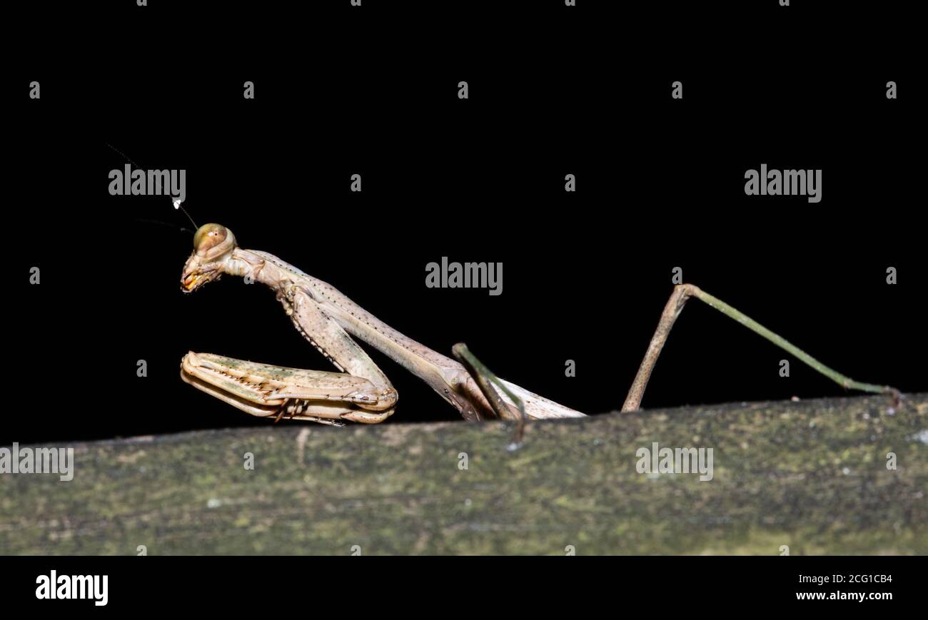 Praying Mantis on the hunt in the Blue Basin region of Reelfoot Lake ...
