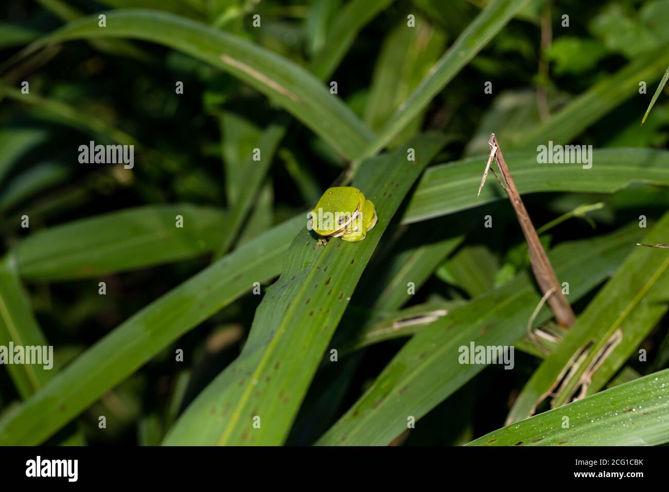 Tree frog hiding in the plants in the marsh area of Reelfoot Lake Stock ...
