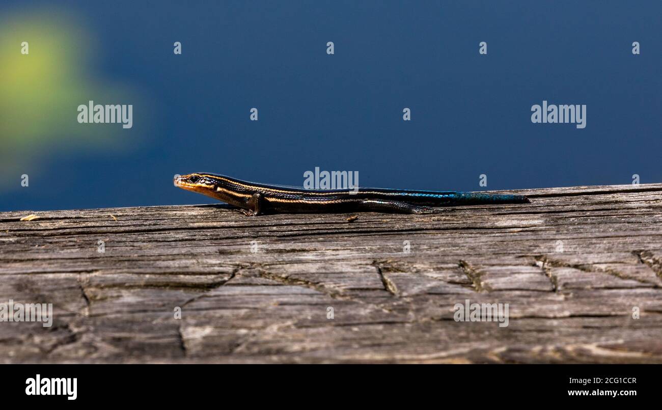 Common skink at Grassy Island Unit Stock Photo - Alamy