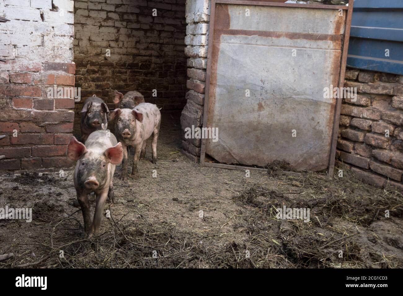 Group of pigs and piglets in a mud, in a farm courtyard, curious and ...