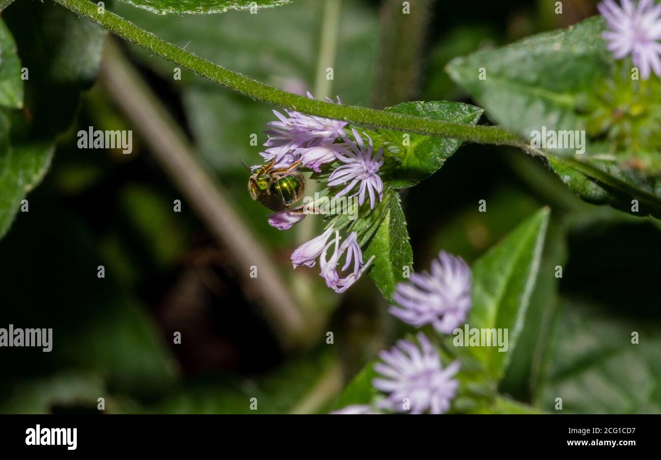 Iridescent green bee gathering pollen at the end of summer at Grassy ...