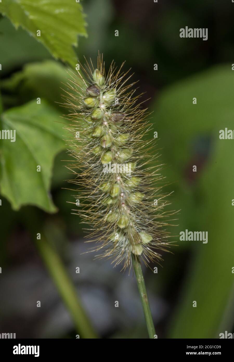 Yellow foxtail hi-res stock photography and images - Alamy