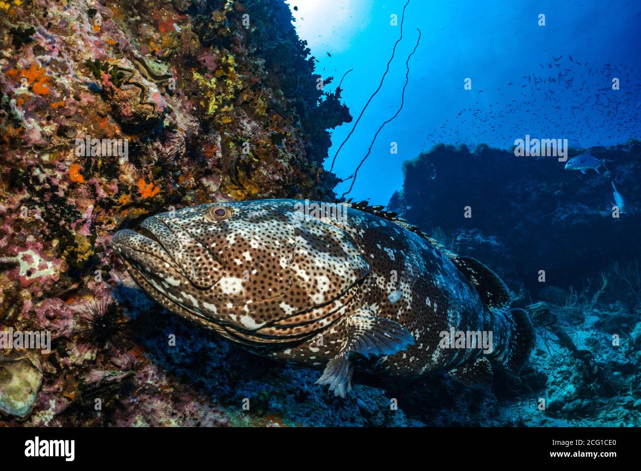 Large grouper on coral reef scuba diving Stock Photo - Alamy