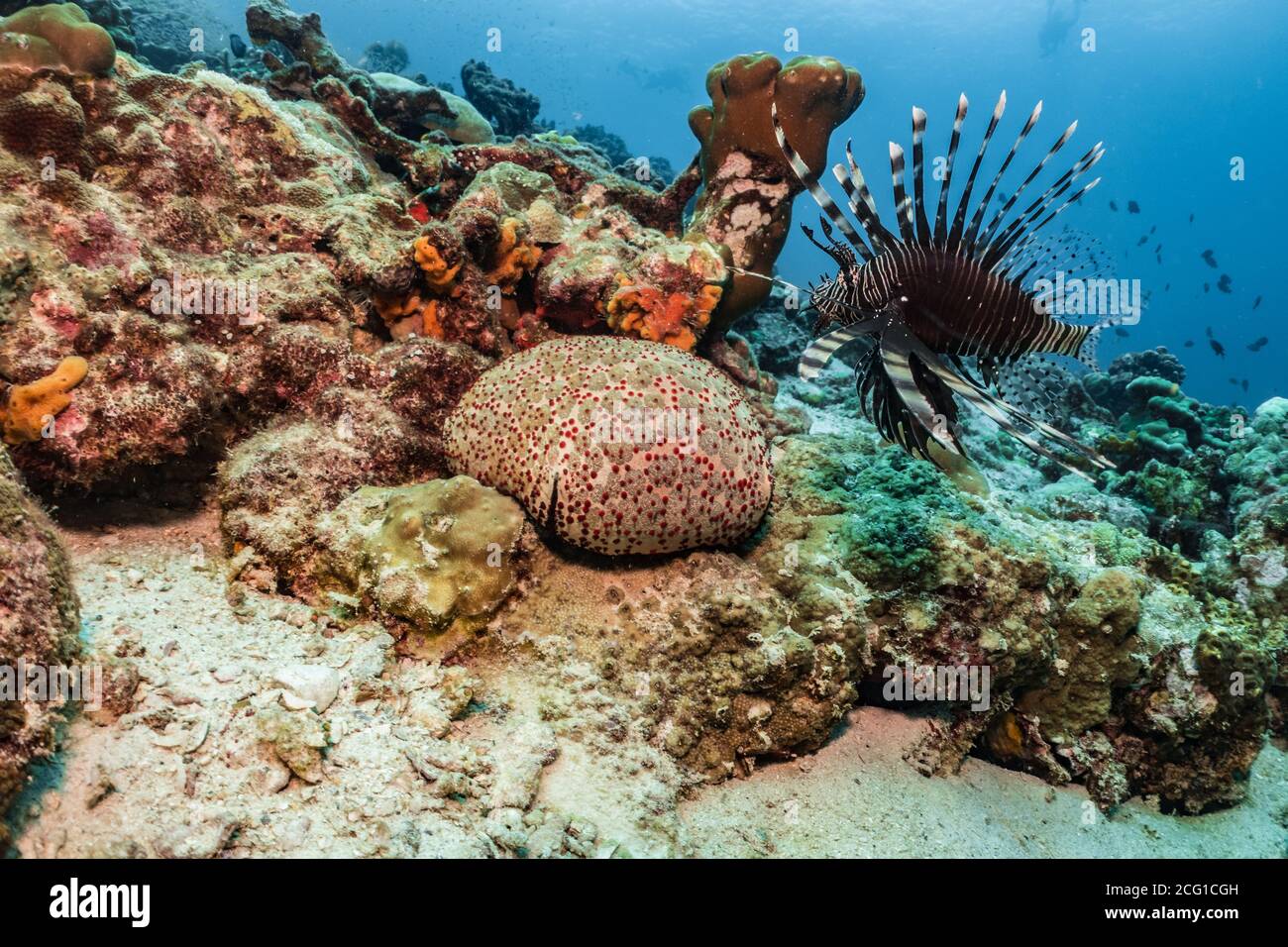 Fish underwater tropical lionfish hi-res stock photography and images ...
