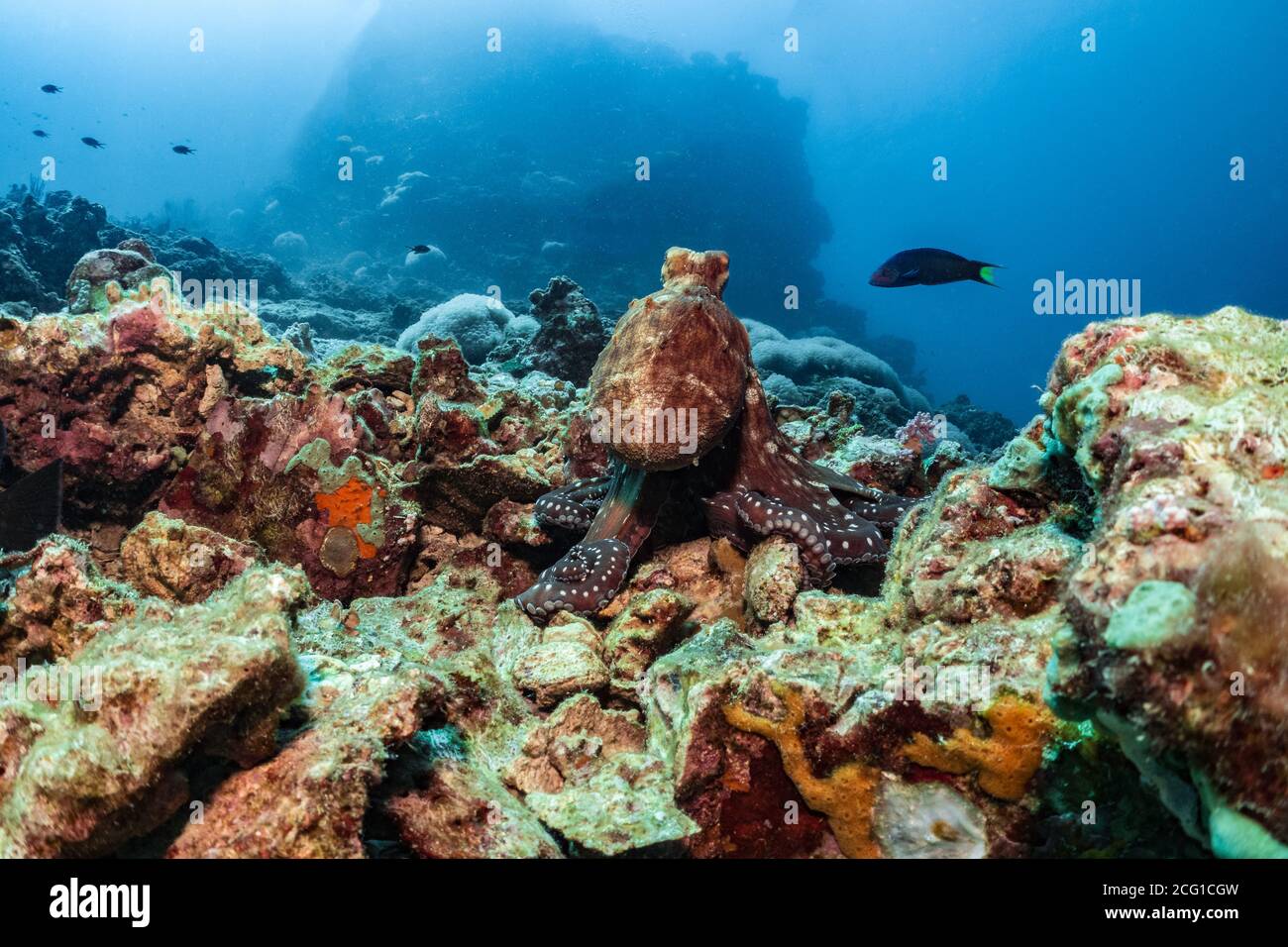 octopus on coral reef underwater Stock Photo - Alamy