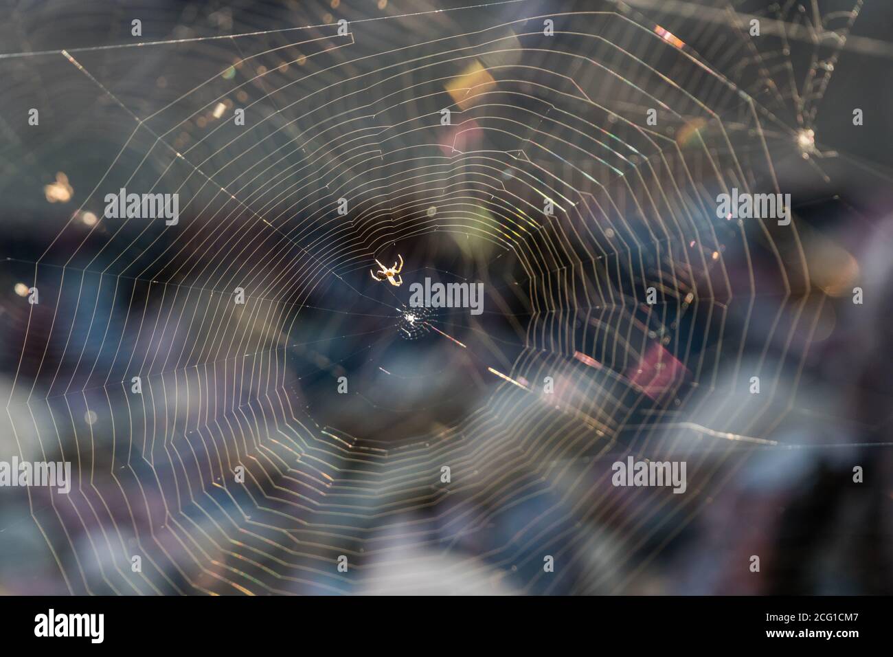 Solar spider hi-res stock photography and images - Alamy