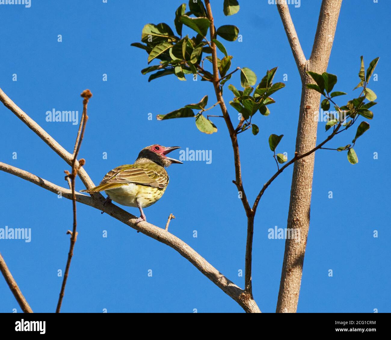 Male Australasian Figbird Stock Photo - Alamy