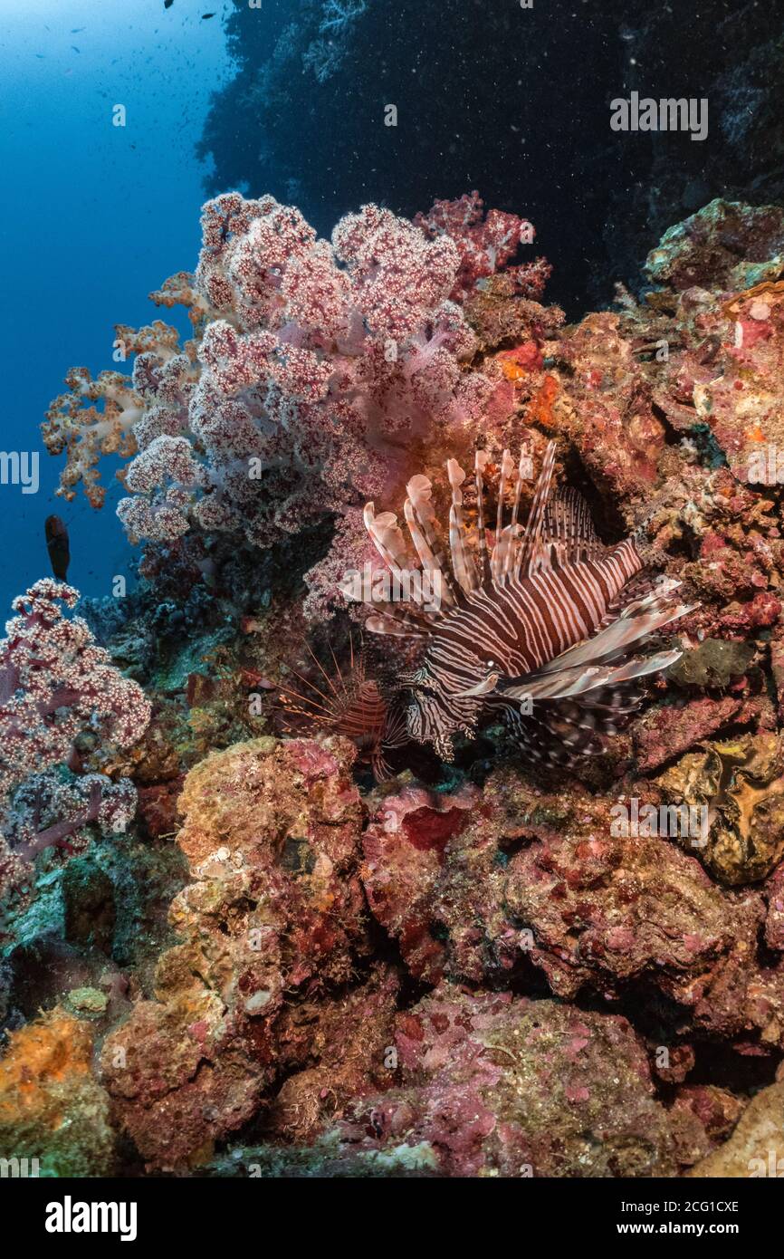 Fish underwater tropical lionfish hi-res stock photography and images ...
