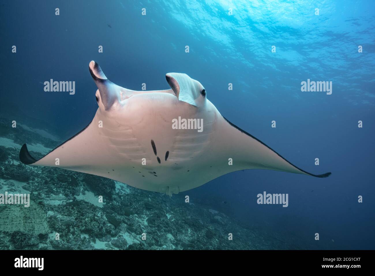 beautiful Manta Ray underwater with scuba divers Stock Photo - Alamy
