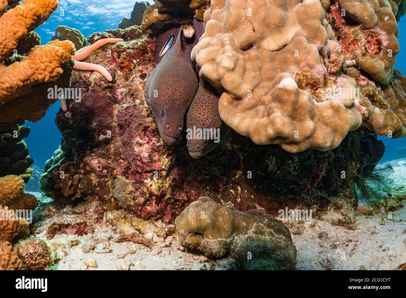 Smiling fish in water hi-res stock photography and images - Alamy