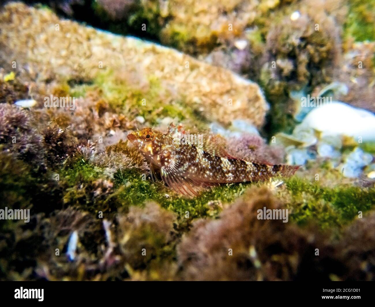 Female species of Red–black triplefin - (Tripterygion tripteronotum ...