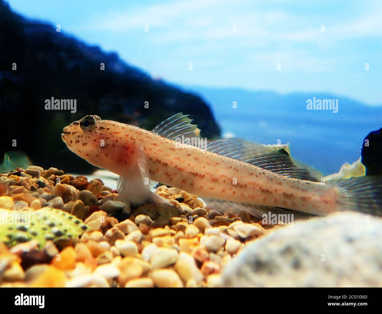 Bucchich's Mediterranean sea goby fish - Gobius bucchichi Stock Photo ...
