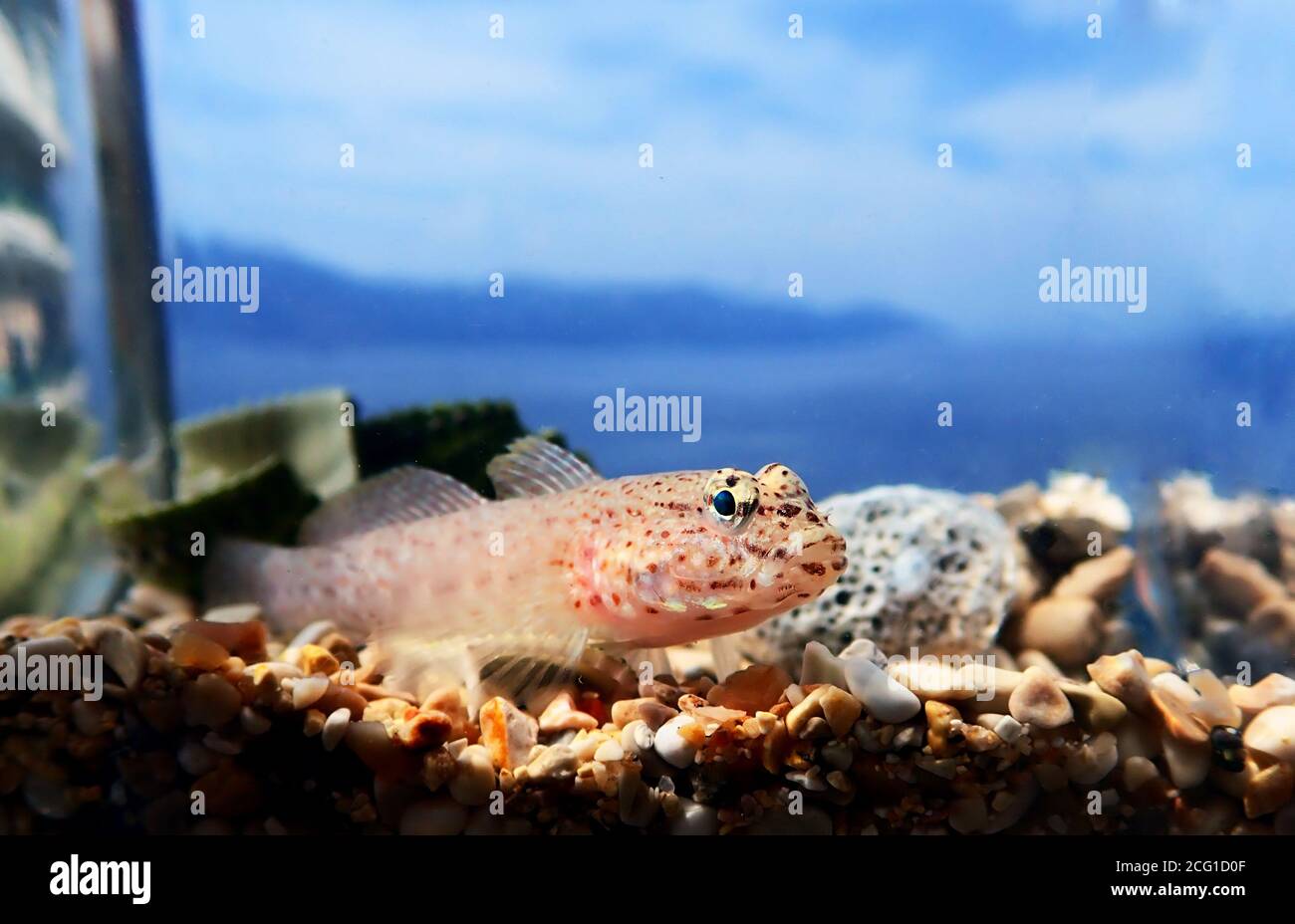 Bucchich's Mediterranean sea goby fish - Gobius bucchichi Stock Photo ...