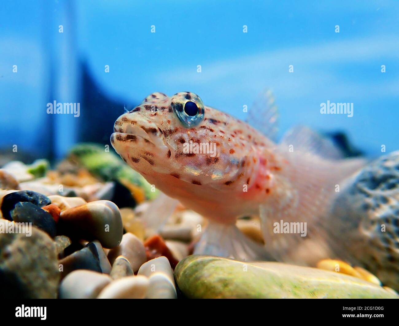 Fallax fish hi-res stock photography and images - Alamy