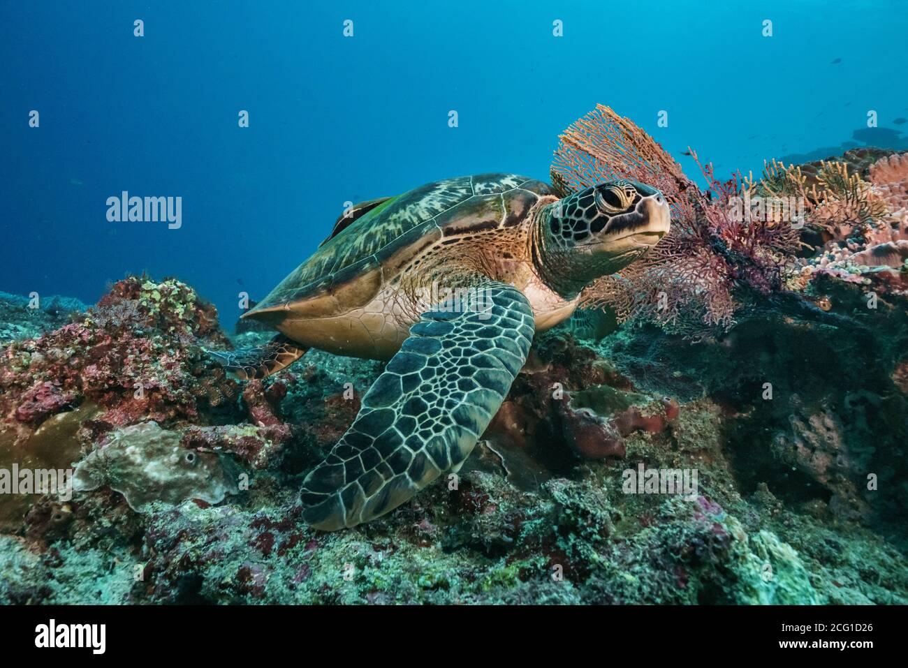 Green turtle underwater swimming on coral reef scuba diving Stock Photo ...