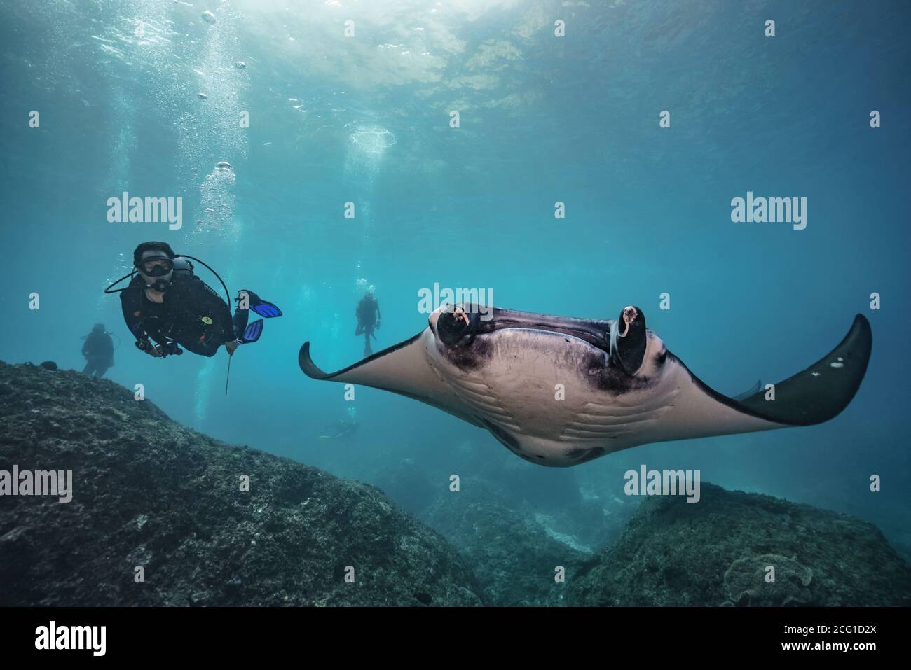 beautiful Manta Ray underwater with scuba divers Stock Photo - Alamy