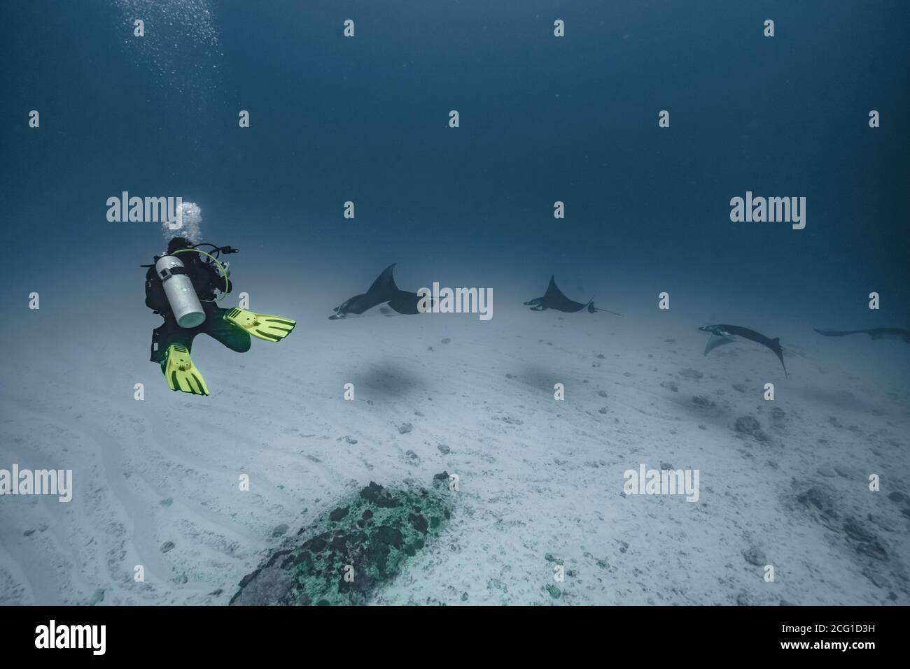 beautiful Manta Ray underwater with scuba divers Stock Photo - Alamy