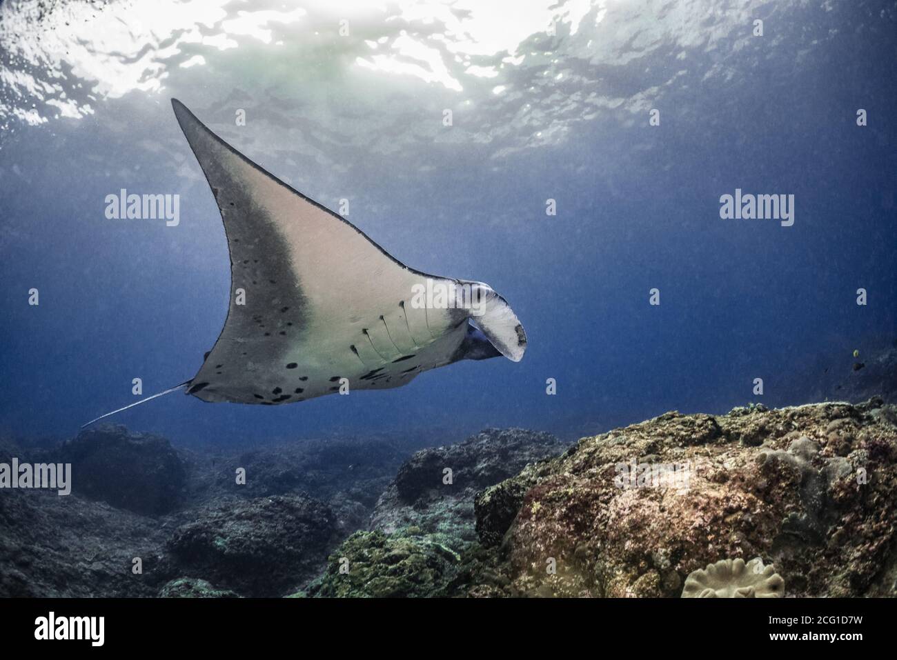 beautiful Manta Ray underwater with scuba divers Stock Photo - Alamy